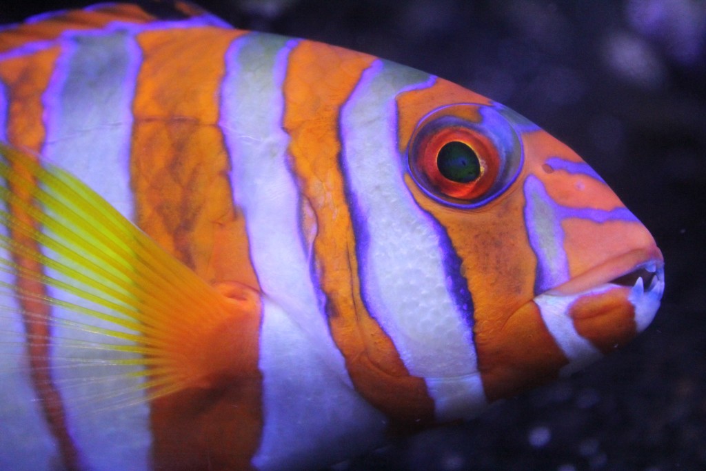 Small Fish Big Pond or Big Fish Small Pond | Things Revealed